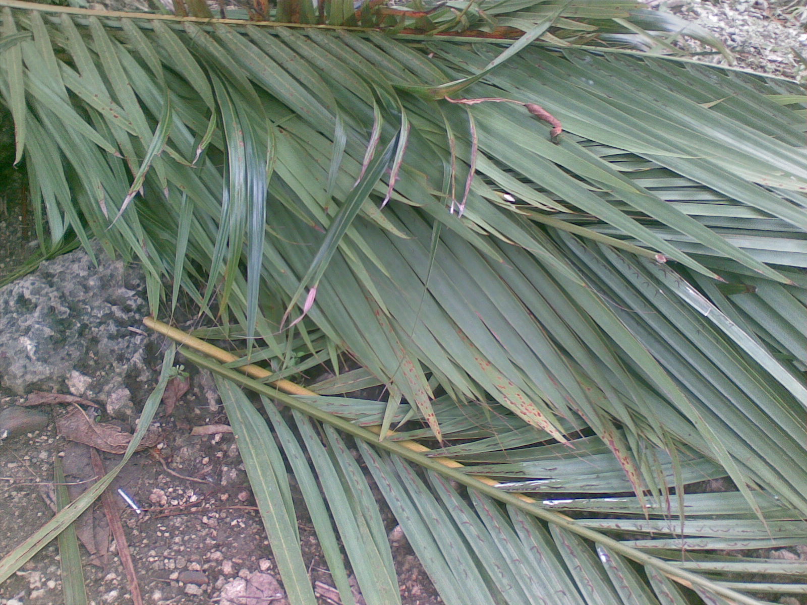 adventures in sustainability: GROW YOUR OWN ROOF: How to make nipa roofing