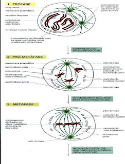 Ingrid #): Prometáfase