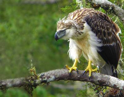 Birds: Philippine Eagle