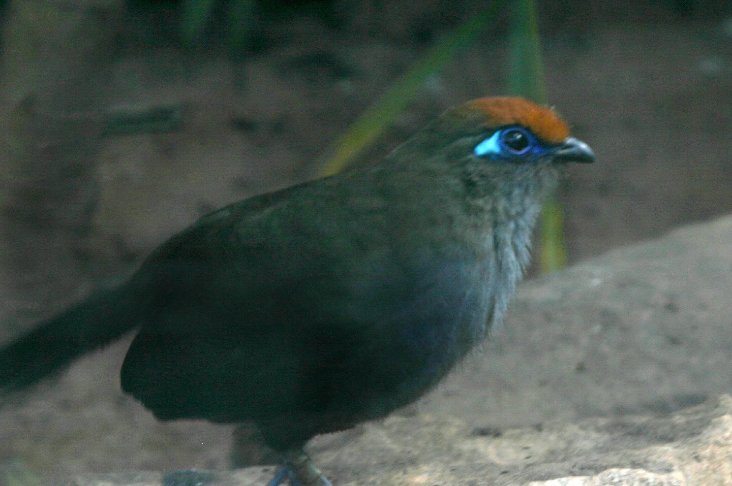 Birds: Red-fronted Coua