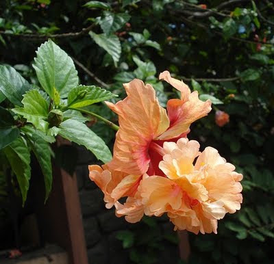 Flowers: Shoe Flower - Hibiscus rosa-sinensis