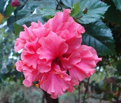 Flowers: Shoe Flower - Hibiscus rosa-sinensis