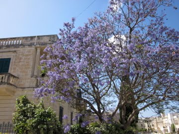 Malta Adventure: Flora and one fauna (faunum?)