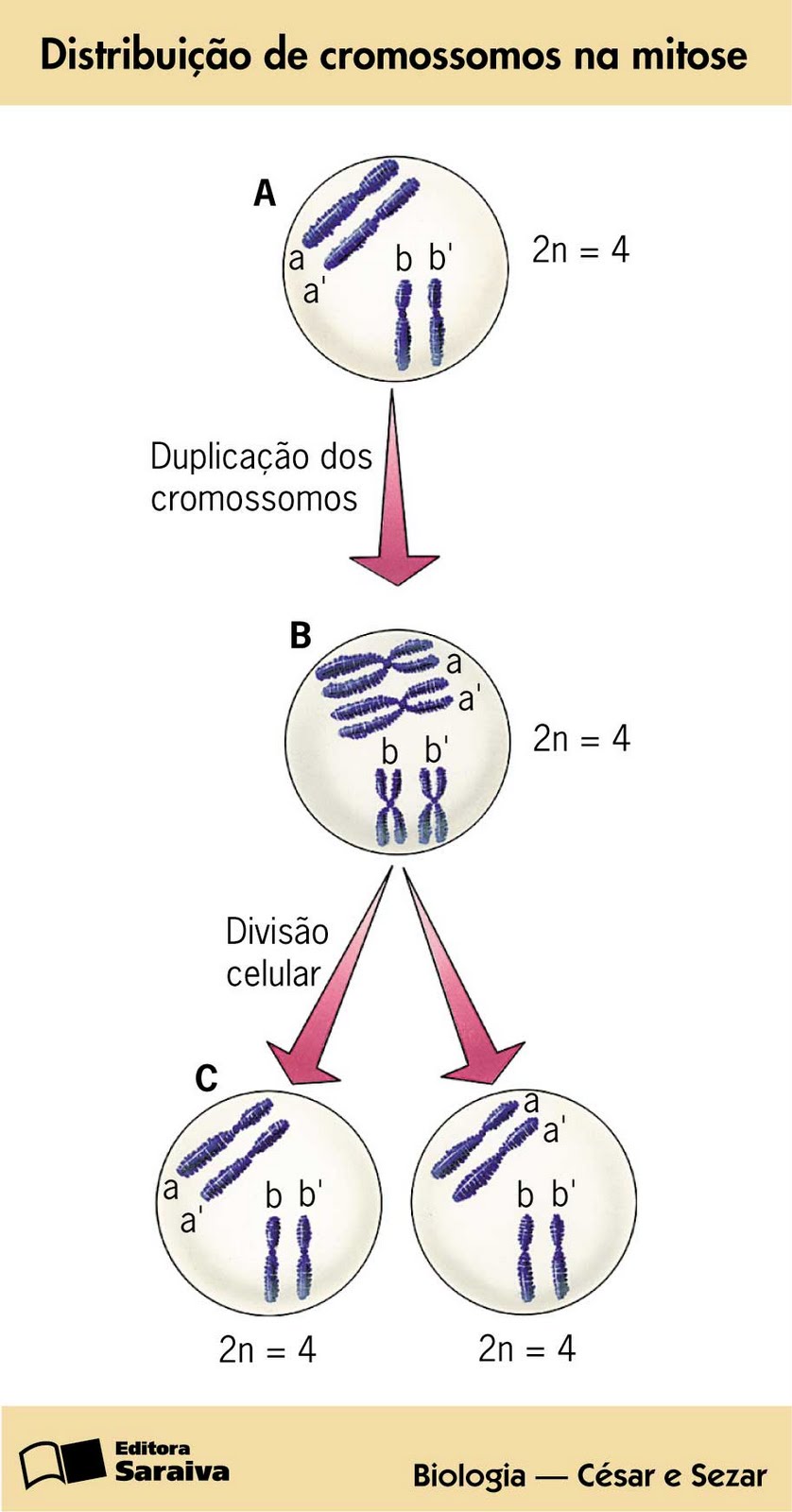 Bio EREM: Interfase, Mitose e Meiose - Divisão Celular