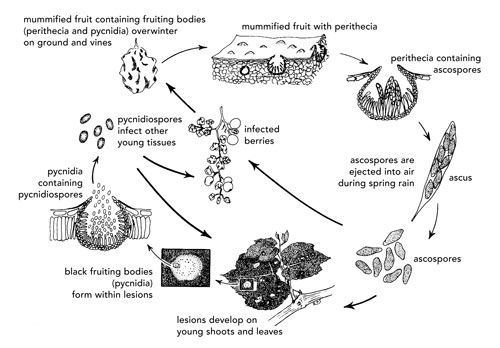 Themes of Parasitology: Guignardia bidwellii - Return of the Mummy
