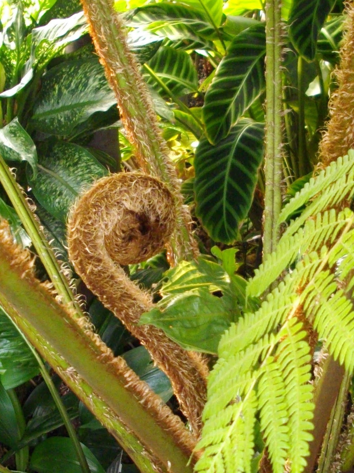 Sherri's Jubilee: Pictures of the Botanical Garden Visit