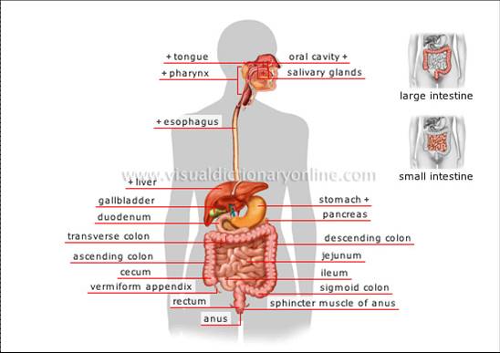 My World: The Digestive System