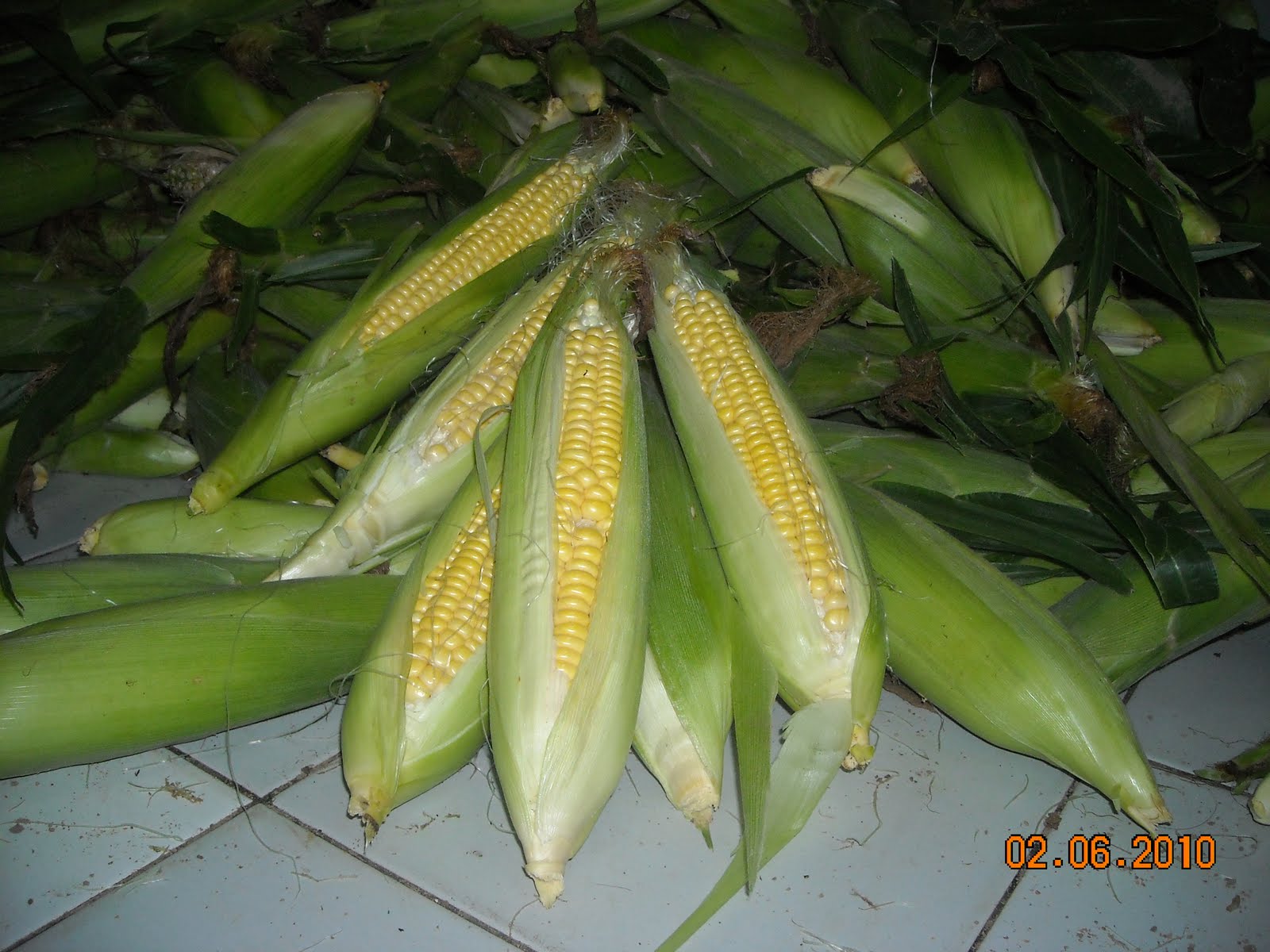 d'honestfarm: Update : Jagung Manis