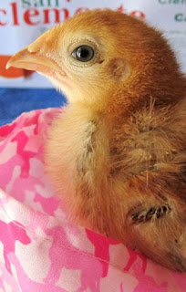 Up at Dawn: life on the mountain: Curly Toe Paralysis