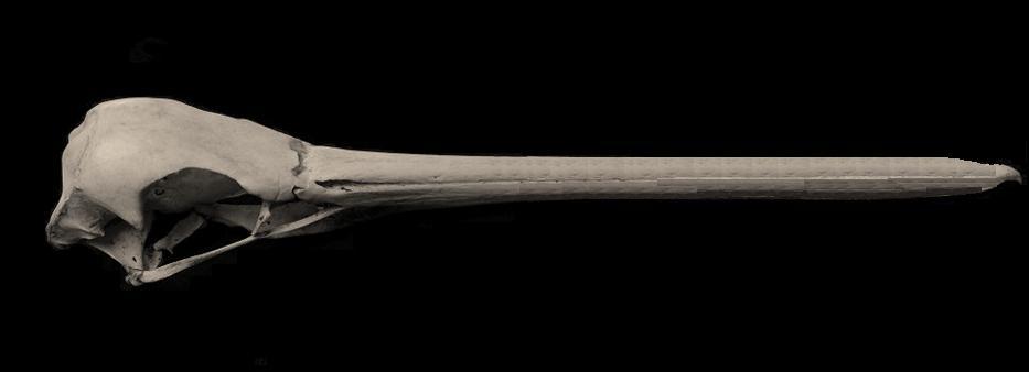 medicina veterinaria: proyecto osteologico de aves