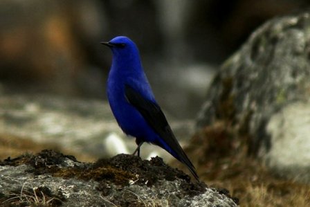 TRAVEL 2 SIKKIM: BIRDS OF SIKKIM BY BON FARMHOUSE SIKKIM