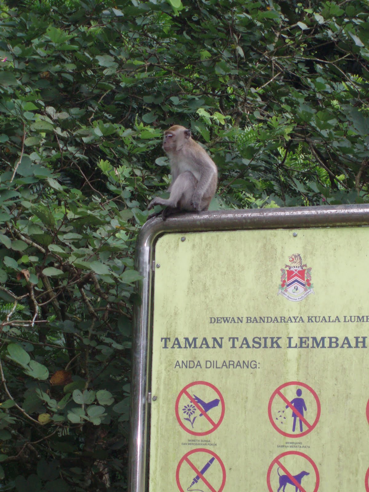 Inspired Momx1: TTDI Park (Taman Rimba Kiara Park) Revisited