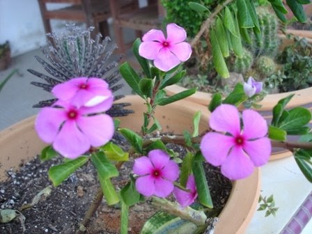 Sarawakiana@2: Perikwinkle - Miri City Flower