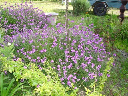 1001 Moments in Perth: Purple flowers