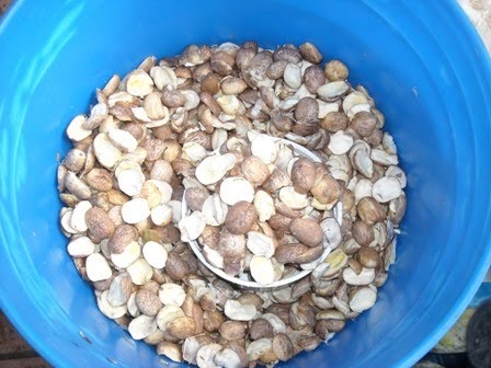 Sarawakiana@2: Sarawakian Local Delights : Edible Rubber Seeds