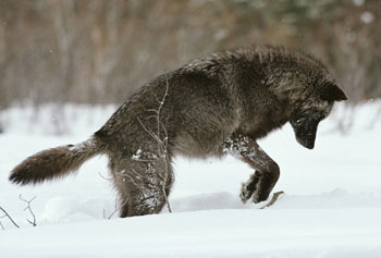 What is good: Understang a Wolf heirarchy.... The Sawtooth Pack..
