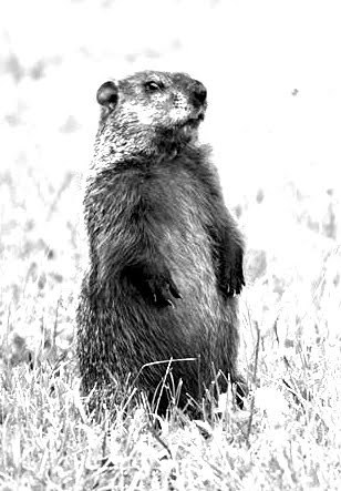 Pioneer Swimming Lewis & Clark: Happy Groundhog Day