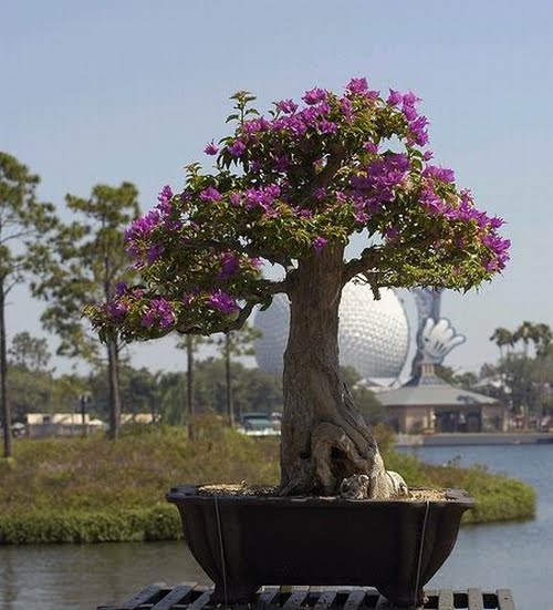 BELACAN™: Gambar:Koleksi Pokok Bonsai Cantik