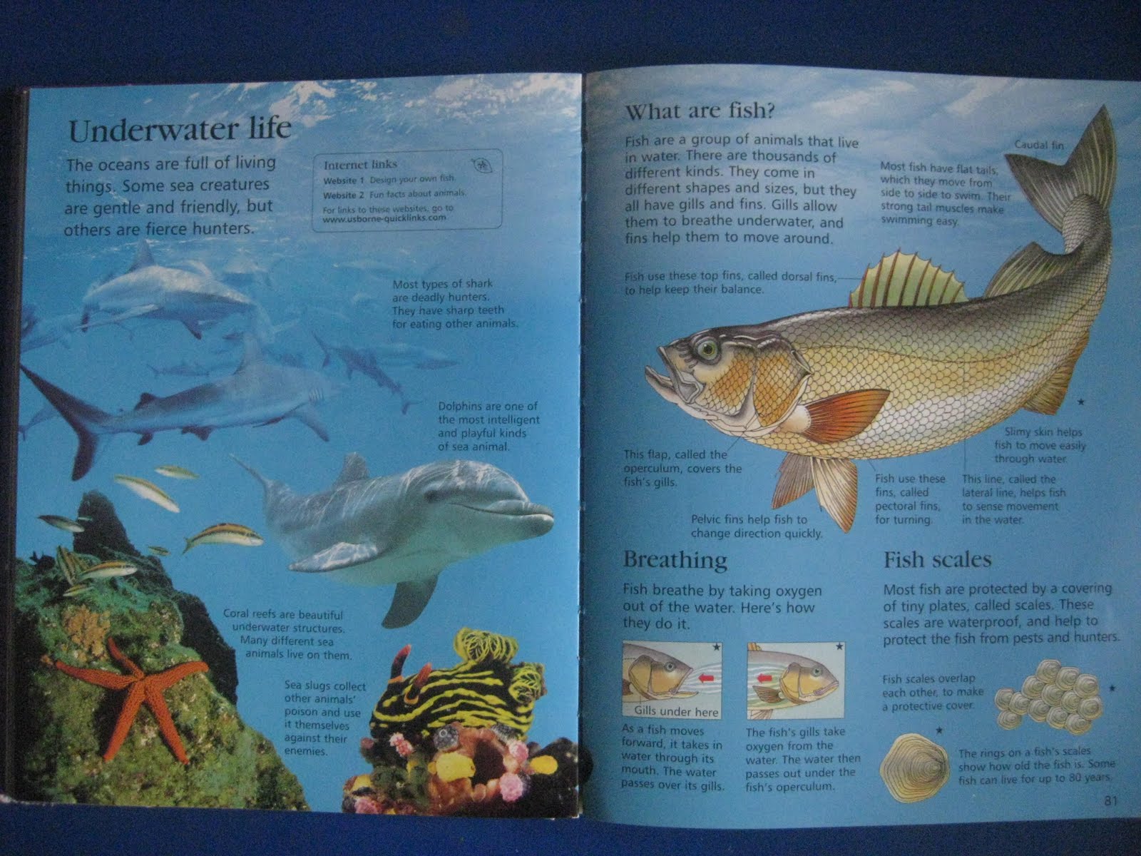 2 Pequeños Traviesos: Estudio del PEZ / FISH Study (Parte II / Part II)