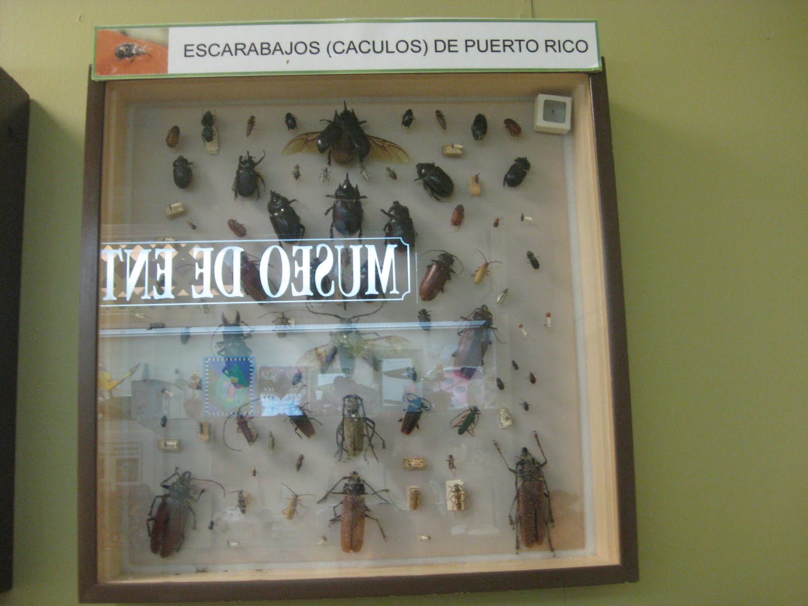 2 Pequeños Traviesos: Museo de Insectos / Insects Museum
