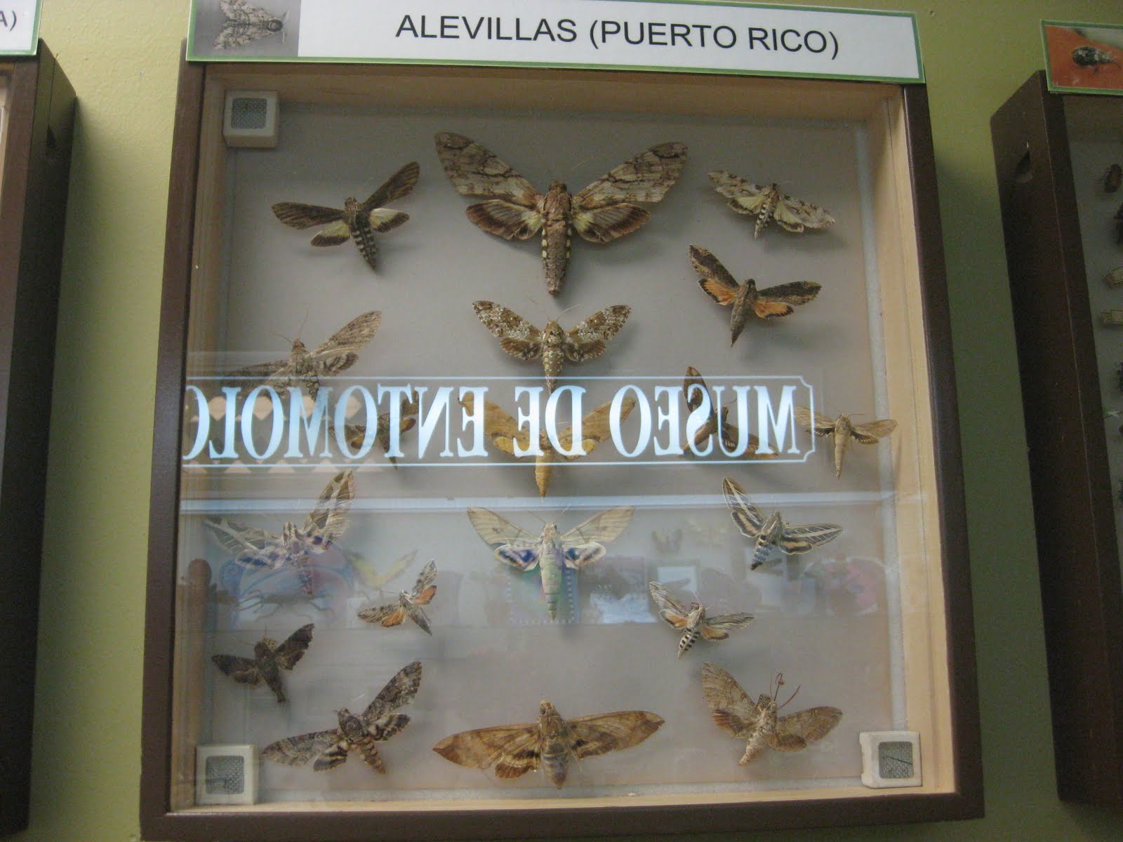 2 Pequeños Traviesos: Museo de Insectos / Insects Museum