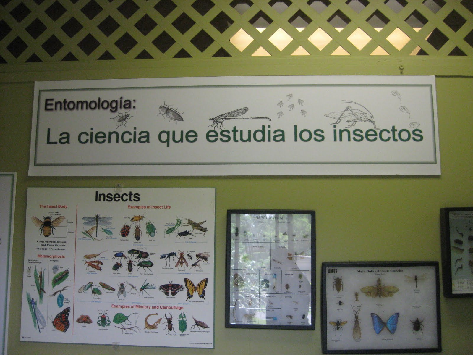 2 Pequeños Traviesos: Museo de Insectos / Insects Museum