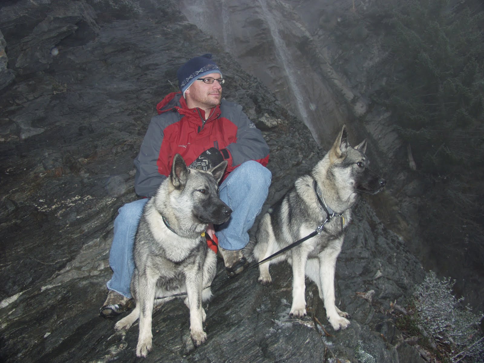Trolls in the Daylight: Norwegian Elkhounds in the Snow--Mt. Baldy