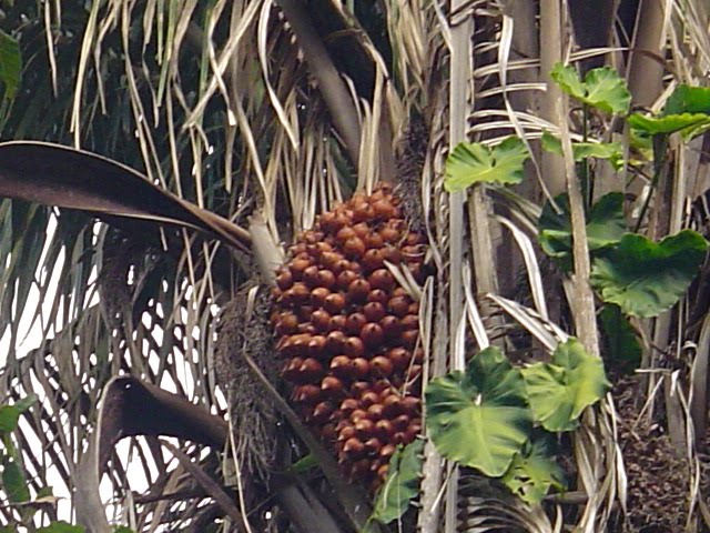 Babaçu por uma vida melhor!!!: Imagens