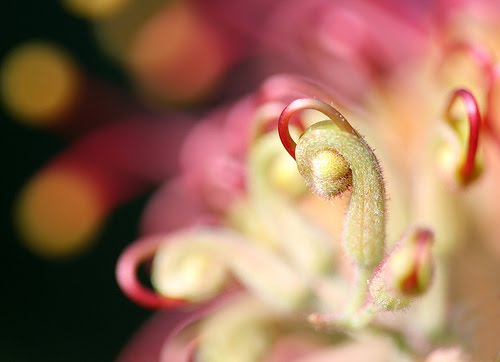 Bumpkin On A Swing: Squeal Worthy Pink and Green