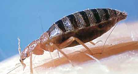 7 Hewan yang Banyak Dibenci Manusia | THE GAULIA