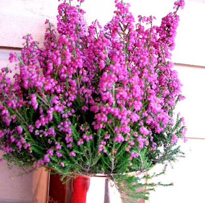 CALLUNA VULGARIS - Fiorista Mariangela