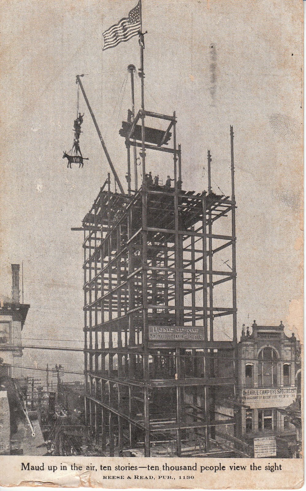 Dull Tool Dim Bulb: Maud the Mule takes a Ride RPPC The Flying Mule of ...