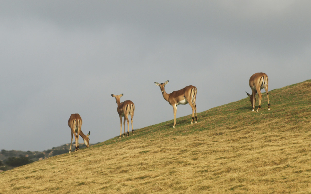 attentiondef... ooh! shiny!: The San Diego Wild Animal Park