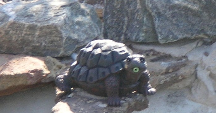 Jim's Frog Blog: Turtle Explodes!!!