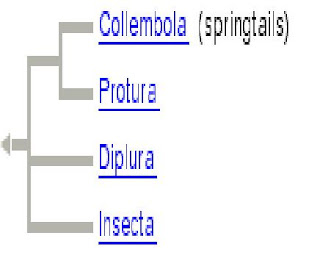 MIS NOTICIAS: INSECTOS (ORDENES)