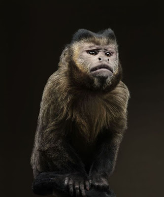 Somethin Wonderful: Fabulous animals photography by Peter Hebeisen