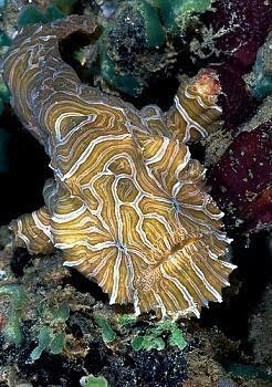 Somethin Ordinary: The Most Amazing and Strange Psychedelic Fish On Earth