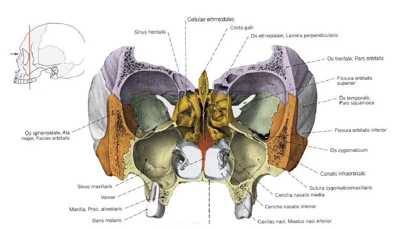 Fiete Lühn: sinus maxillaris