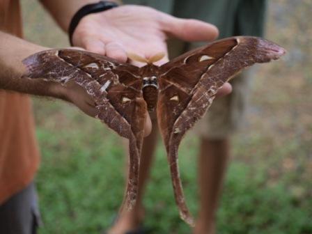 Marsh's Journey: Mammoth Moth