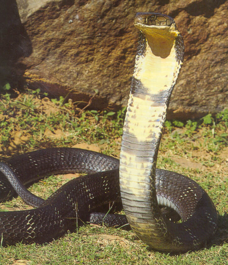 Korálovcovité hady - kobra a mamba: Kobra Kráľovská