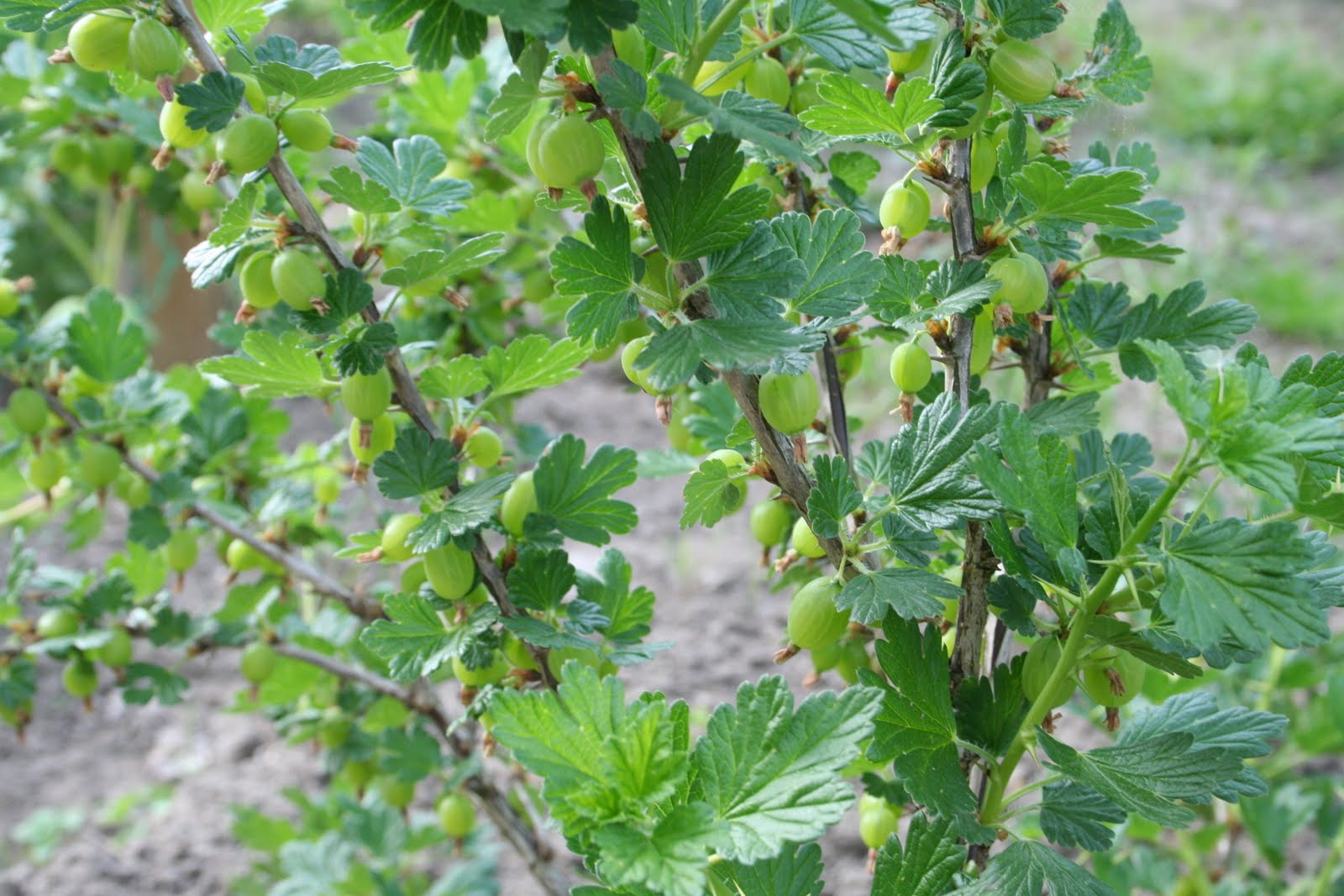 MargieMoes: Kruisbes