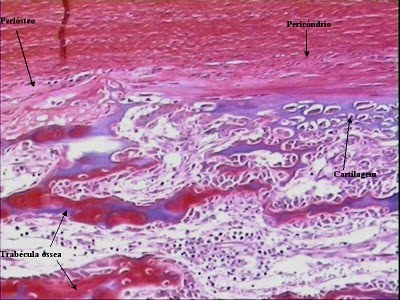 BUSQUE! : Tecido Cartilaginoso.