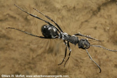 Adventures Among Ants: The Swimming Ant