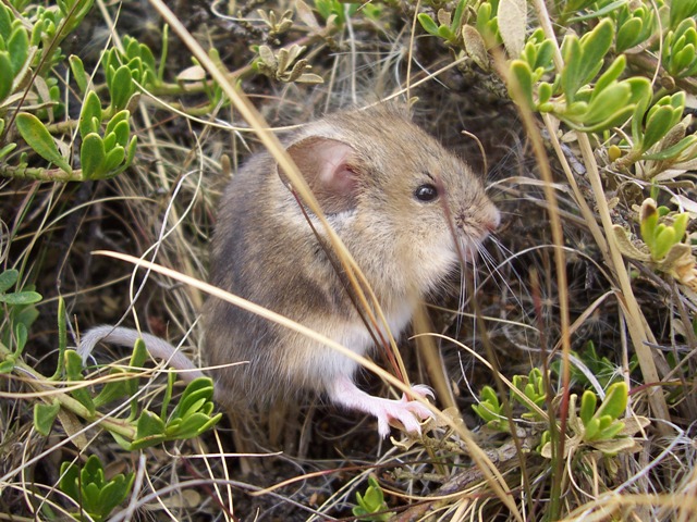 NUESTRAFAUNA: FAUNA REGIONAL