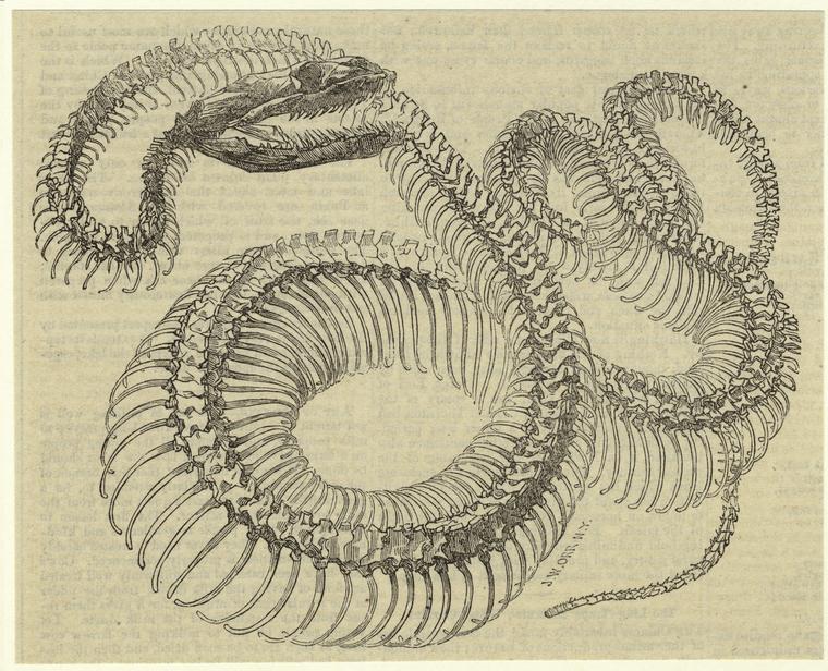 Arthoric Suite: Snake skeleton