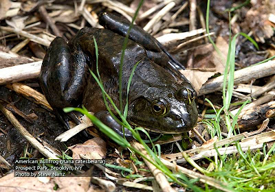 The City Birder: Weekly Species Highlights