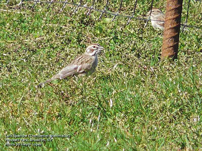 The City Birder: Sparrow Migration