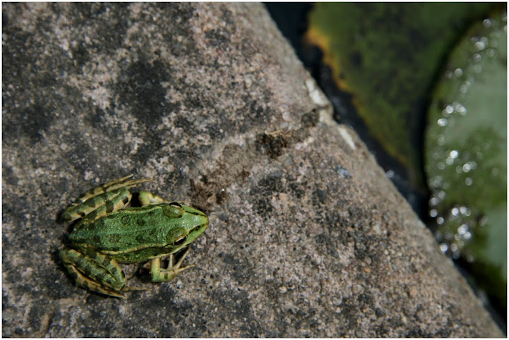 jardin de marguerite: L'anoure