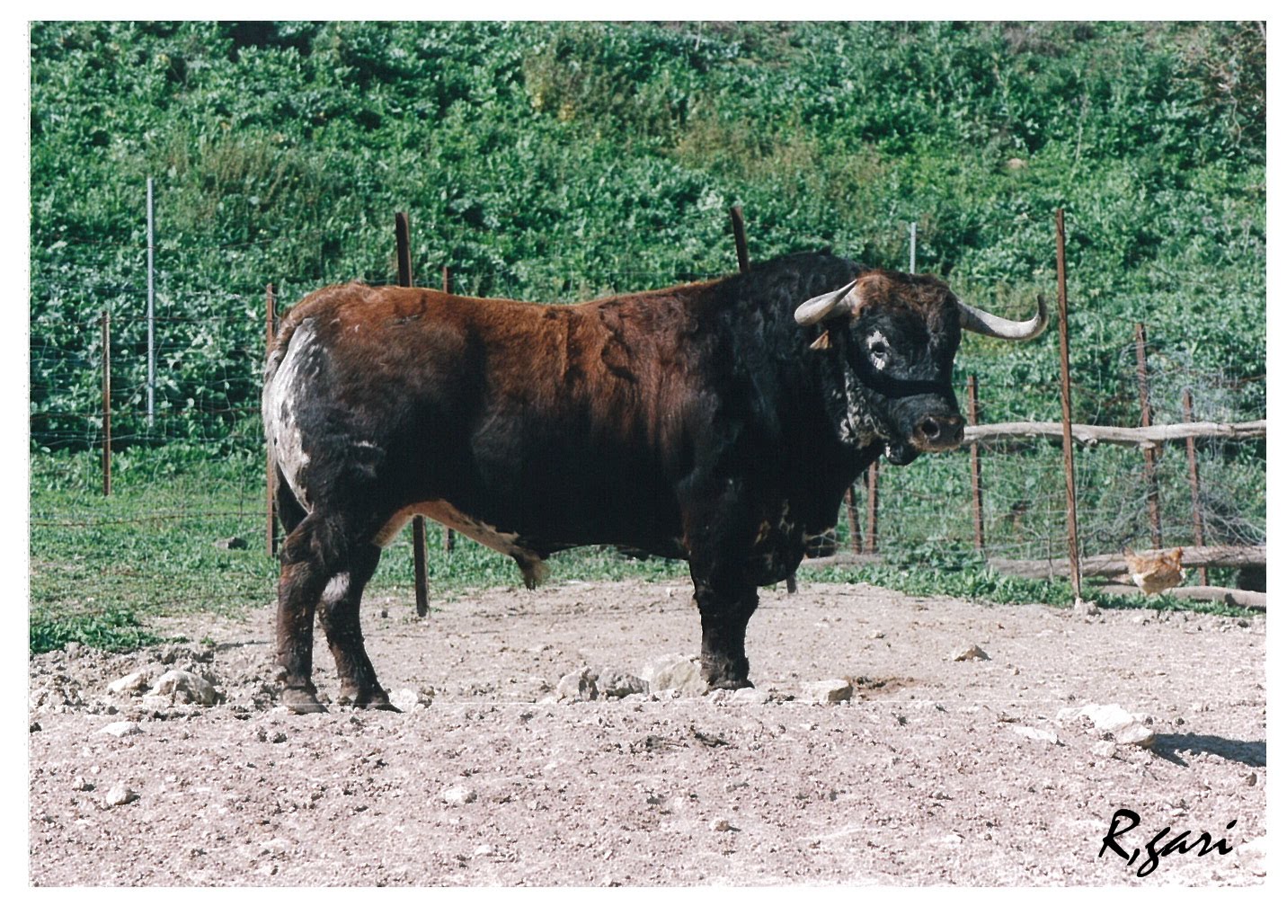 PENYA TAURINA EL BOU DE BORRIANA: AÑO 2003 Ganaderia de CEBADA GAGO ...
