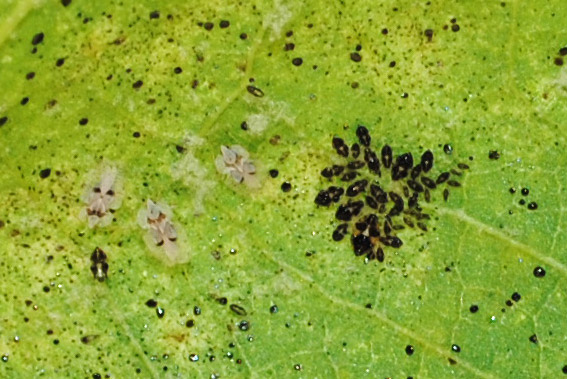 Découvertes et curiosités de mon jardin: Le tigre du platane